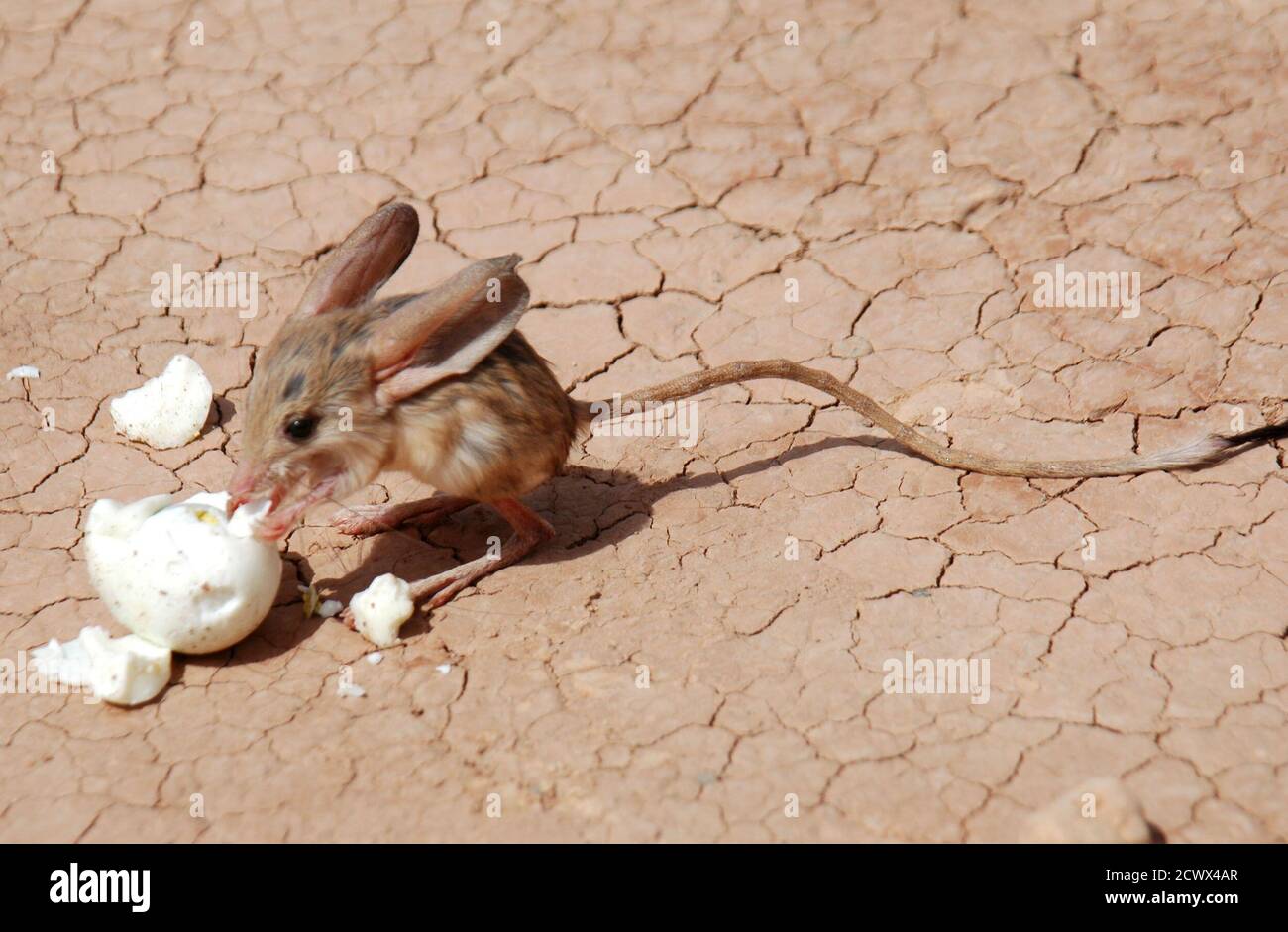 Long eared jerboa hi-res stock photography and images - Alamy