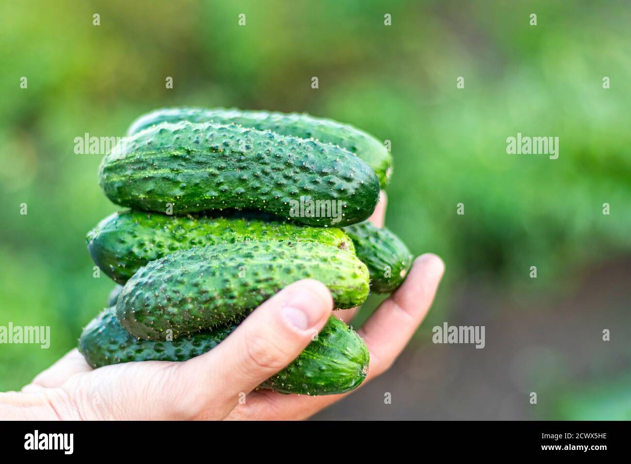 Farmer Harvesting Harvesting Catch High Resolution Stock Photography ...