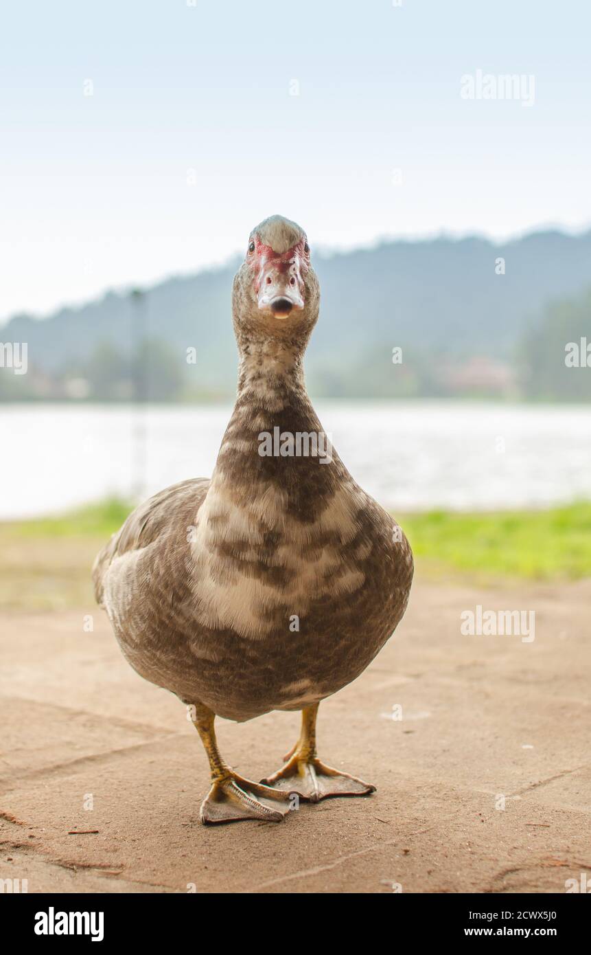 Vertical shot of a cute duck on the ground with a lake on the blurry ...