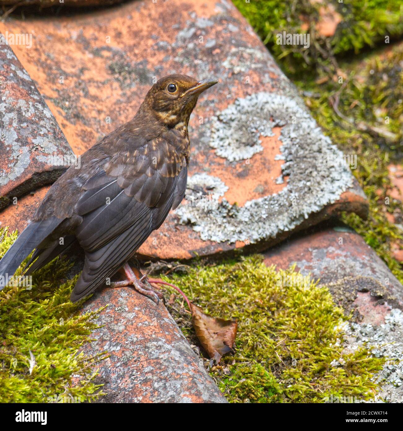 Blackbird with ruffled feathers hi-res stock photography and images - Alamy