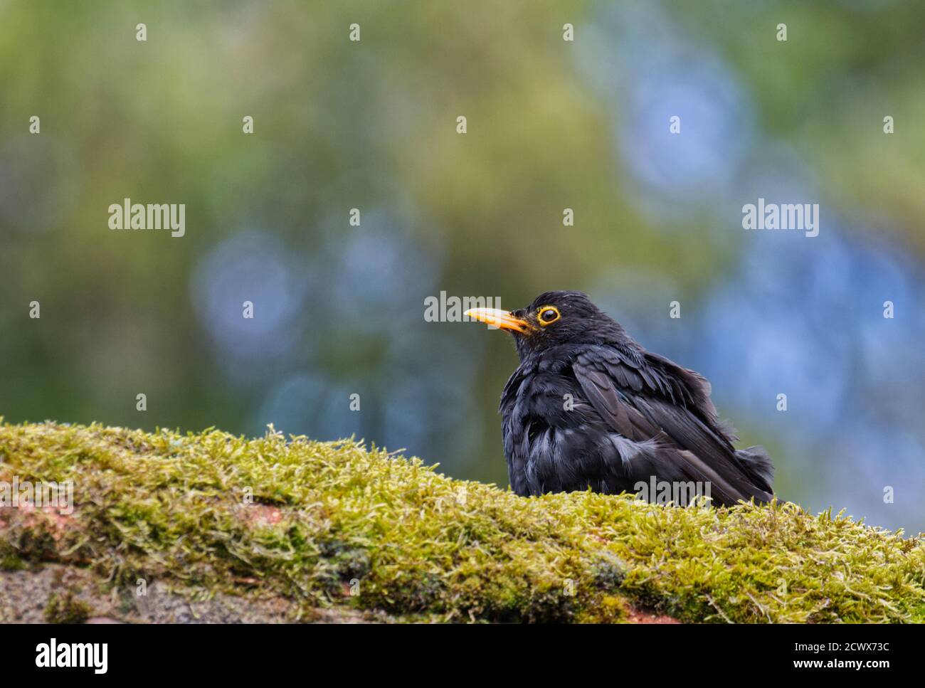 Blackbird with ruffled feathers hi-res stock photography and images - Alamy