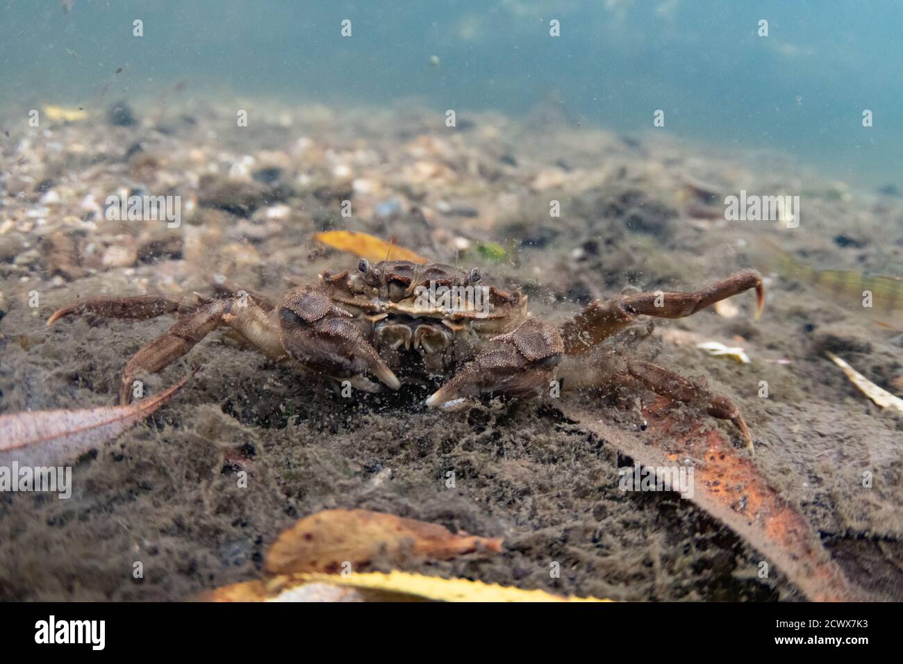 Chinese mitten crab Stock Photo - Alamy