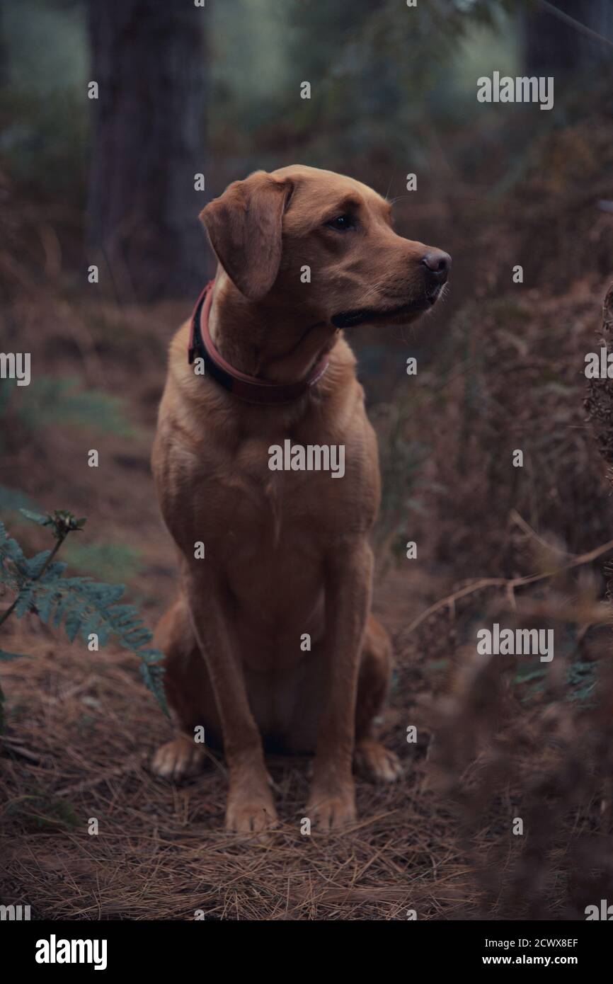 A pet portrait of a working Labrador retriever gun dog looking healthy ...