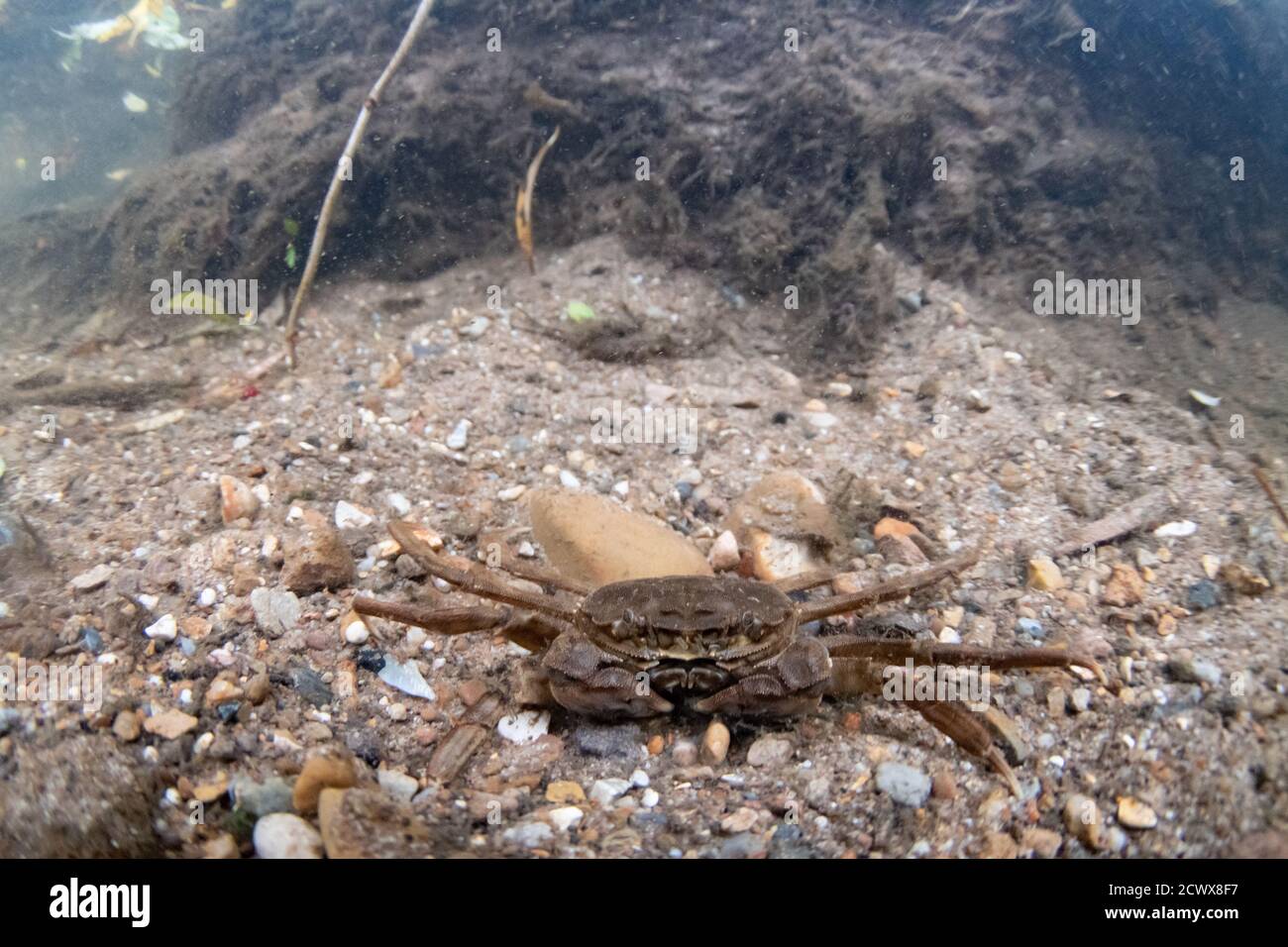 Chinese mitten crab Stock Photo - Alamy