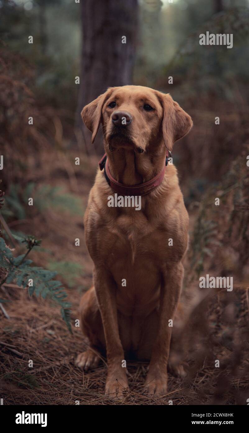 A pet portrait of a working Labrador retriever gun dog looking healthy ...