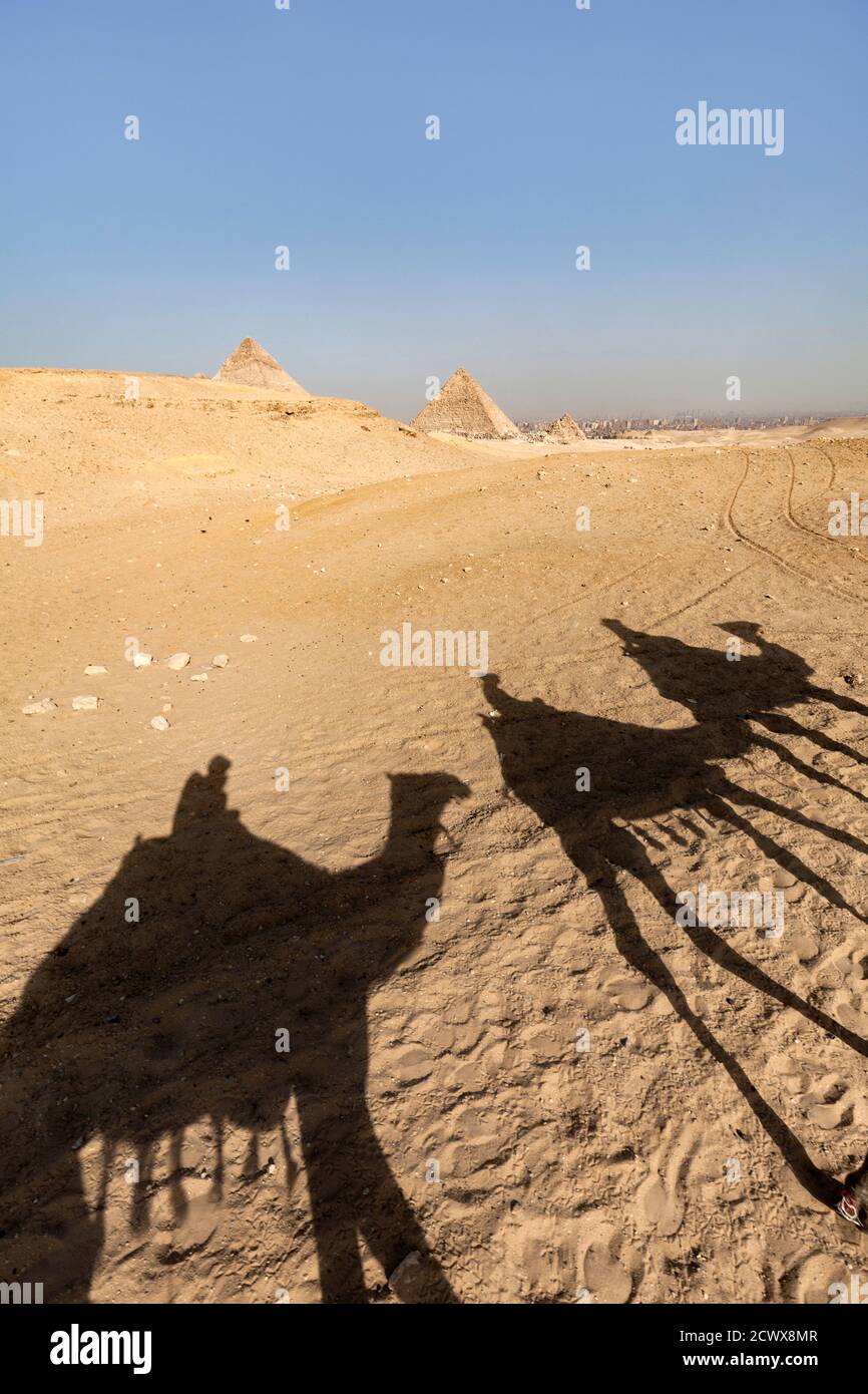 Shadows on the sand cast by camels during a ride near the pyramids of ...