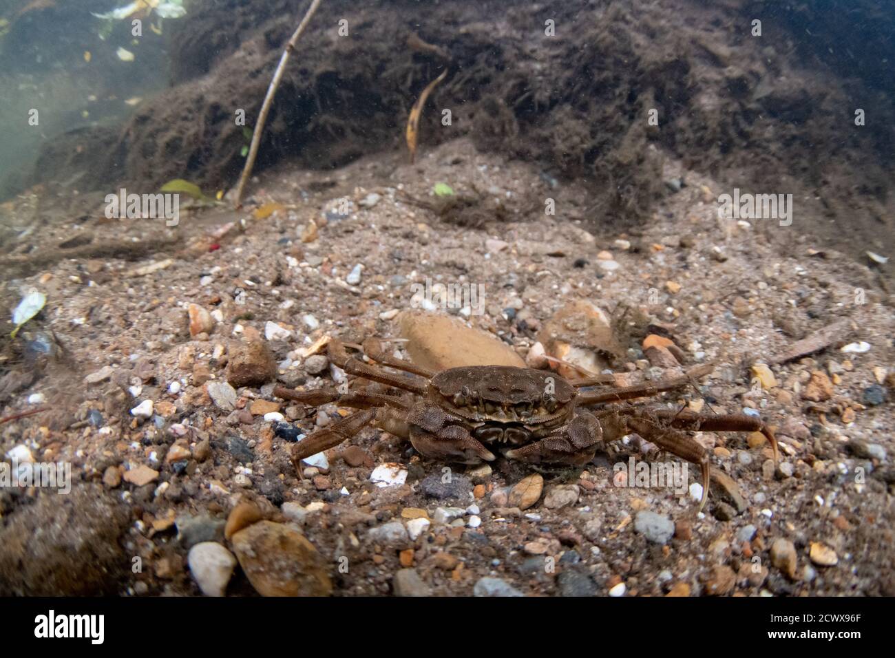 Chinese mitten crab Stock Photo - Alamy