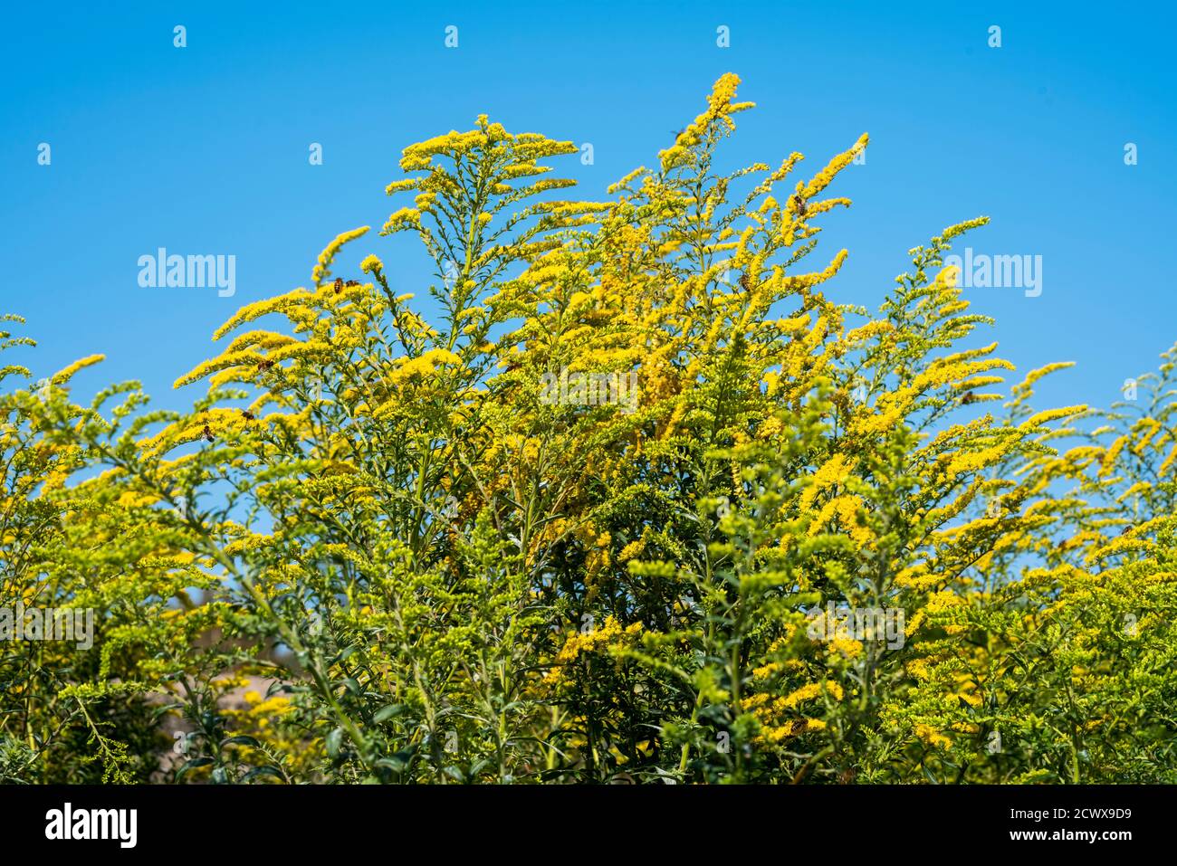 Citronella plant hi-res stock photography and images - Alamy