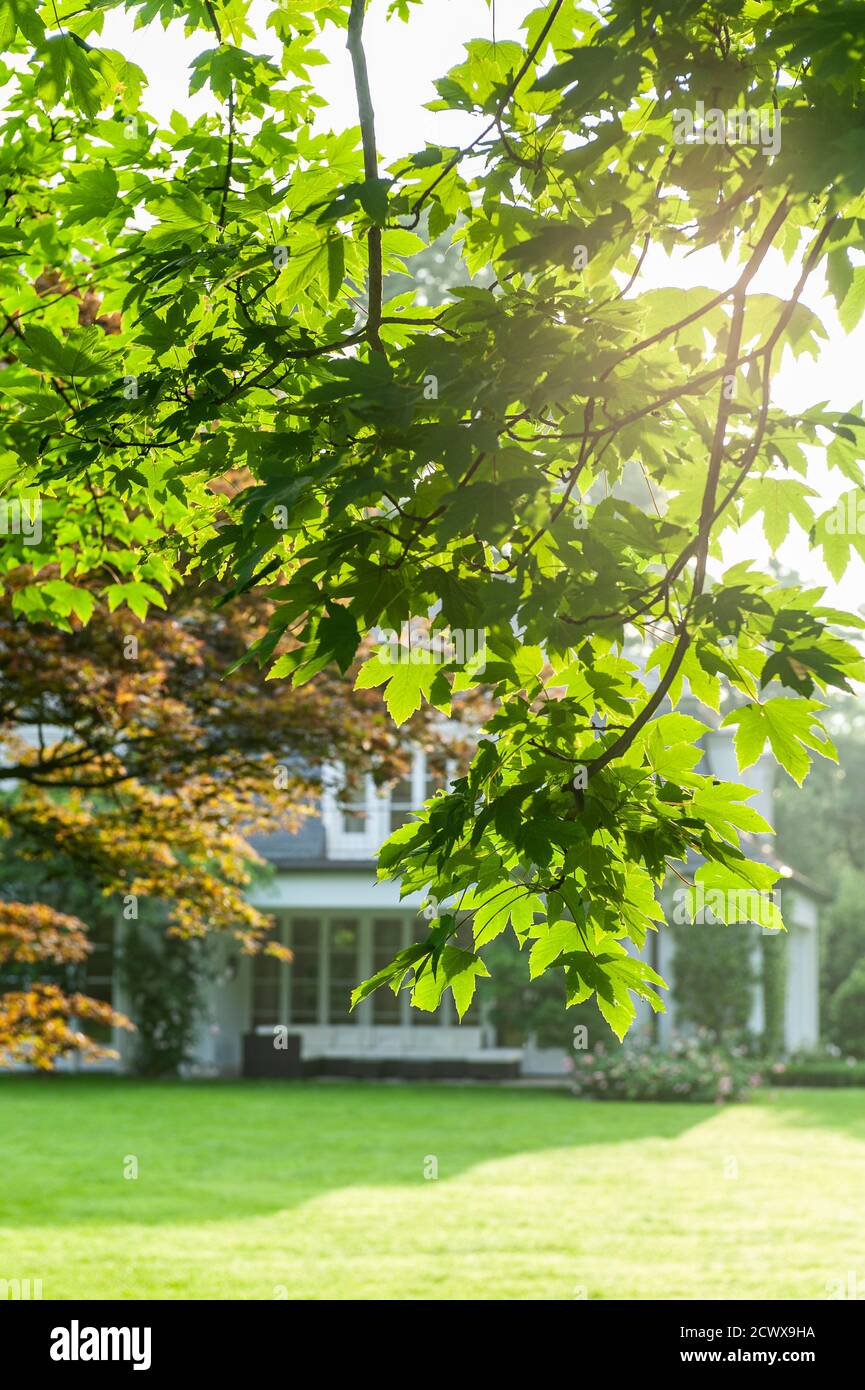 Green leaves in sunlight Stock Photo - Alamy