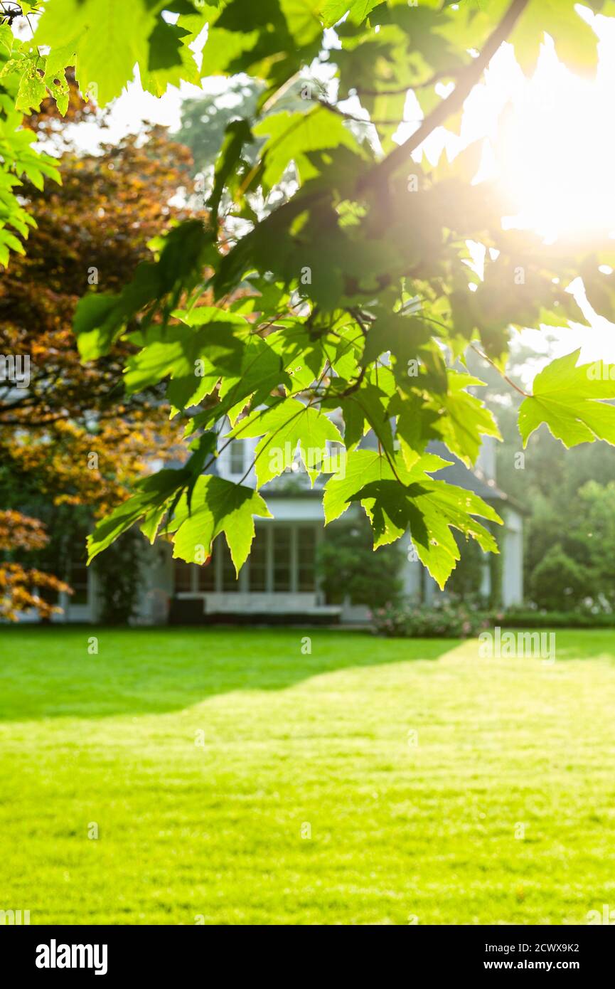 Green leaves in sunlight Stock Photo - Alamy