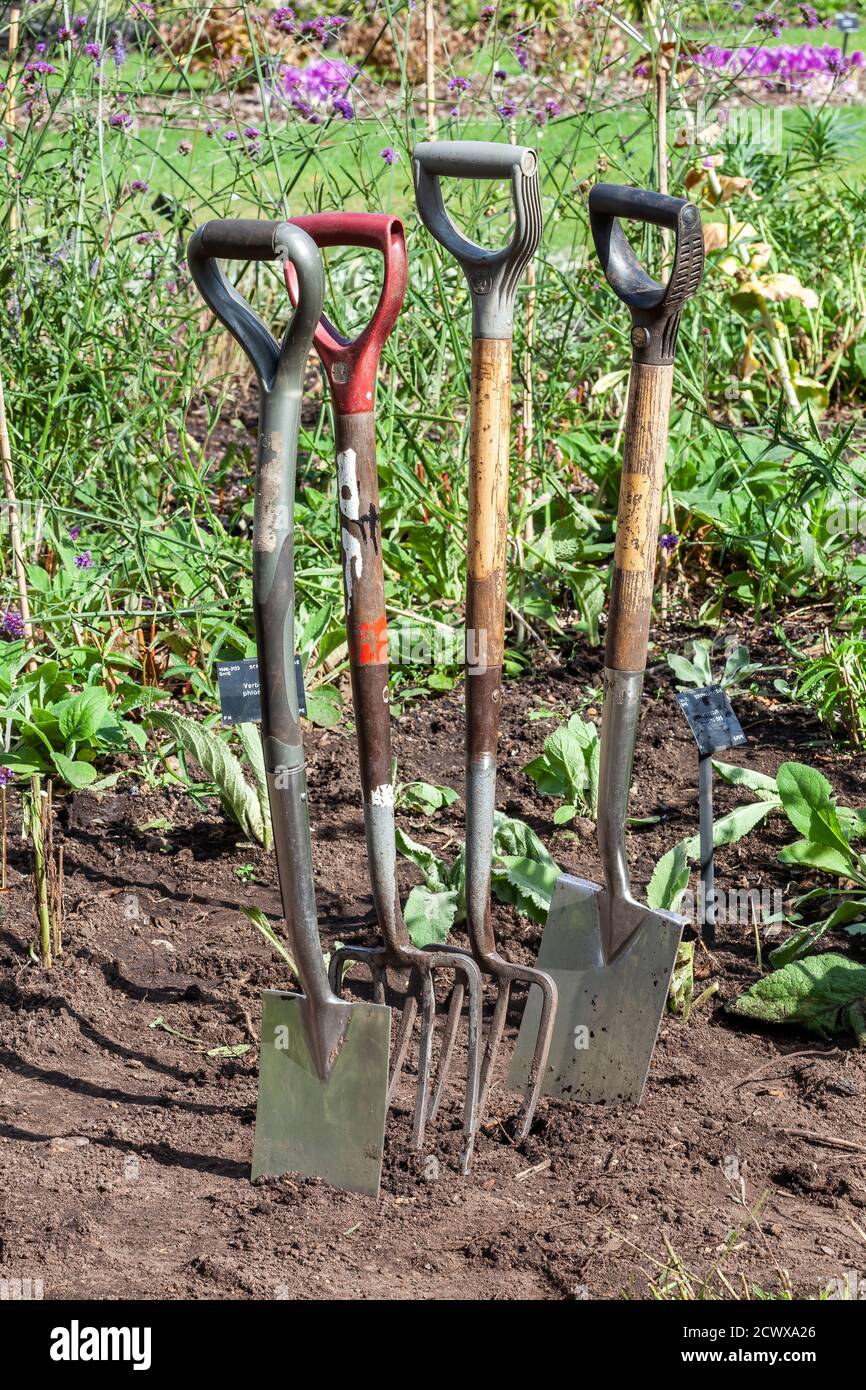 Stainless steel garden pitchfork and spade standing in the garden soil ...
