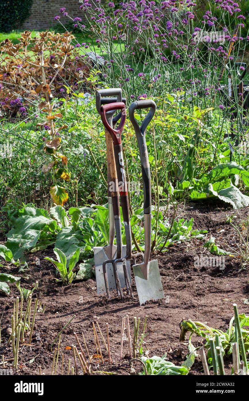Stainless steel garden pitchfork and spade standing in the garden soil ...