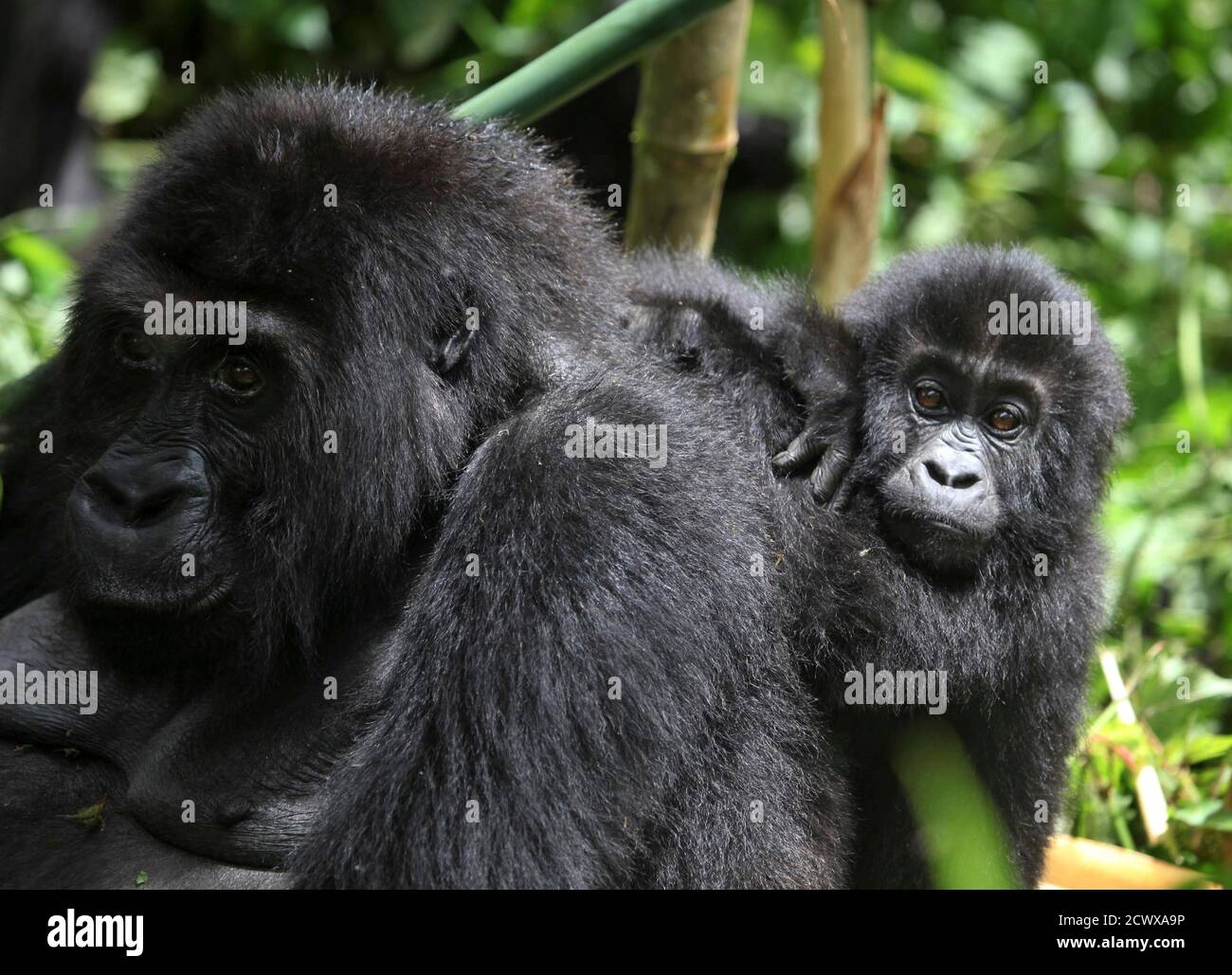 Congolese gorilla hi-res stock photography and images - Alamy