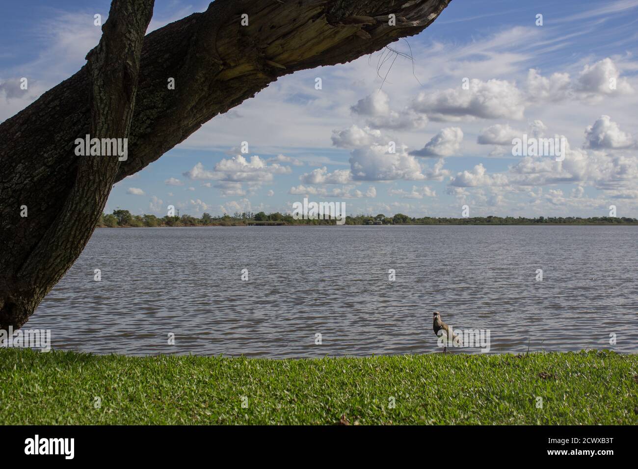 Iberá national park hi-res stock photography and images - Alamy