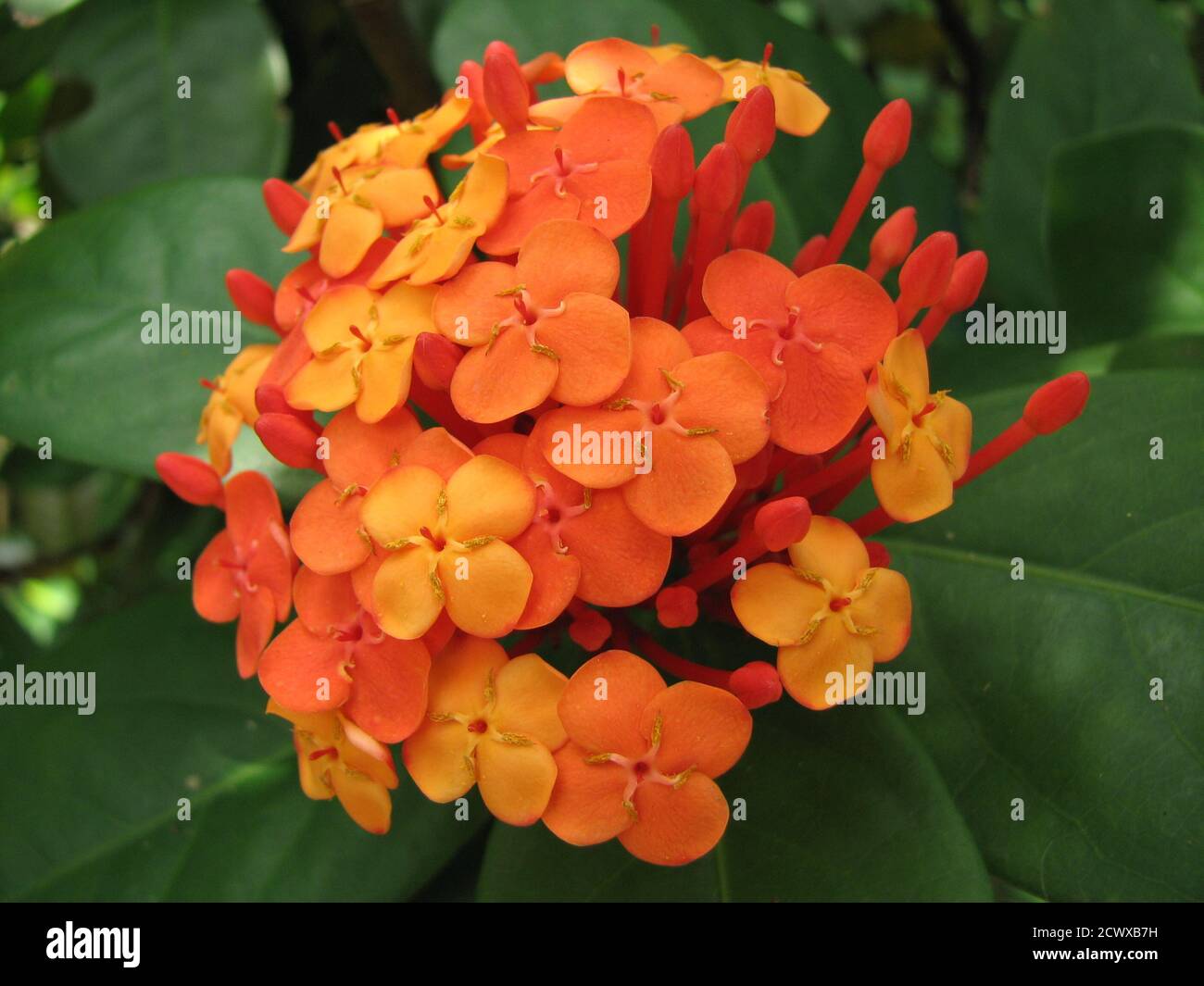 Closeup shot of orange hydrangea Stock Photo - Alamy