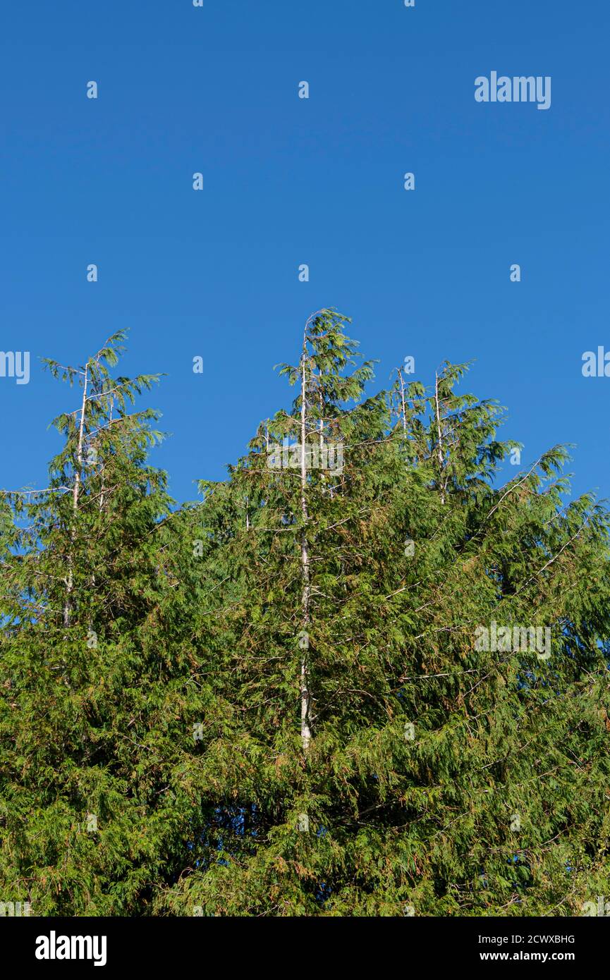 Forest tree tops hi-res stock photography and images - Alamy