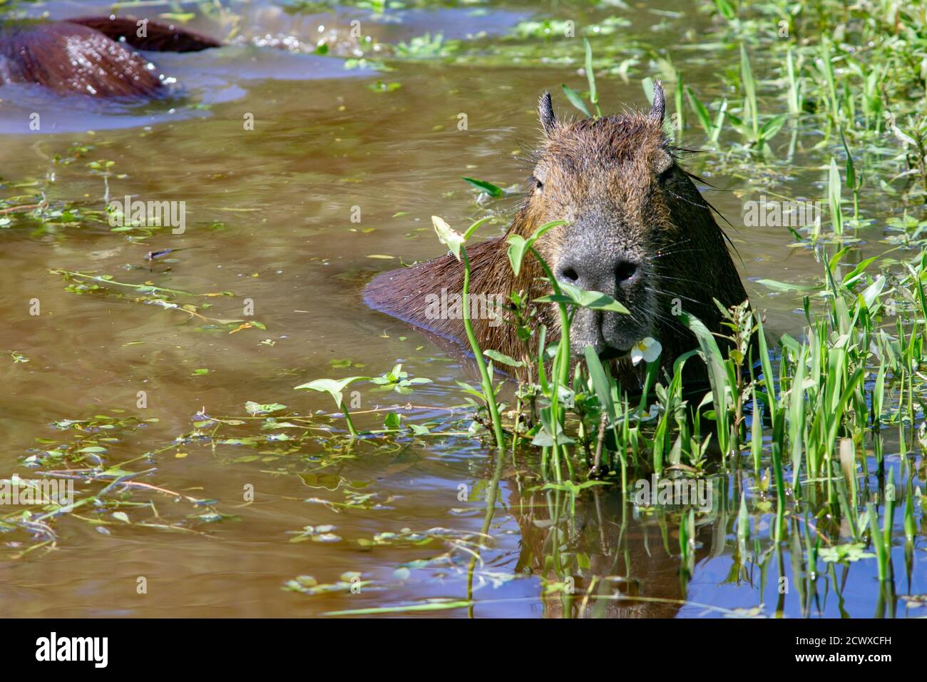 Ibera wetlands hi-res stock photography and images - Alamy