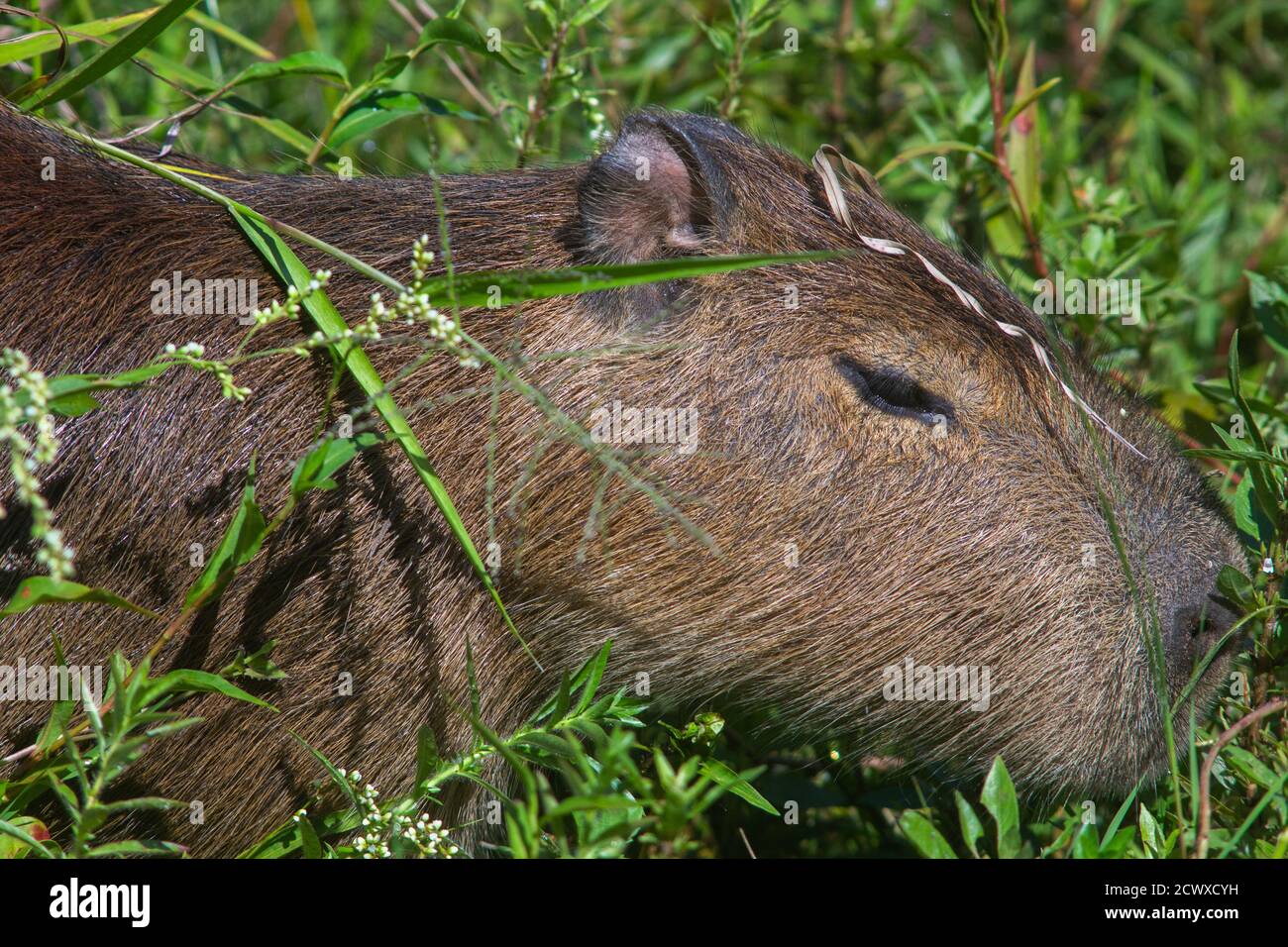 Iberá national park hi-res stock photography and images - Alamy