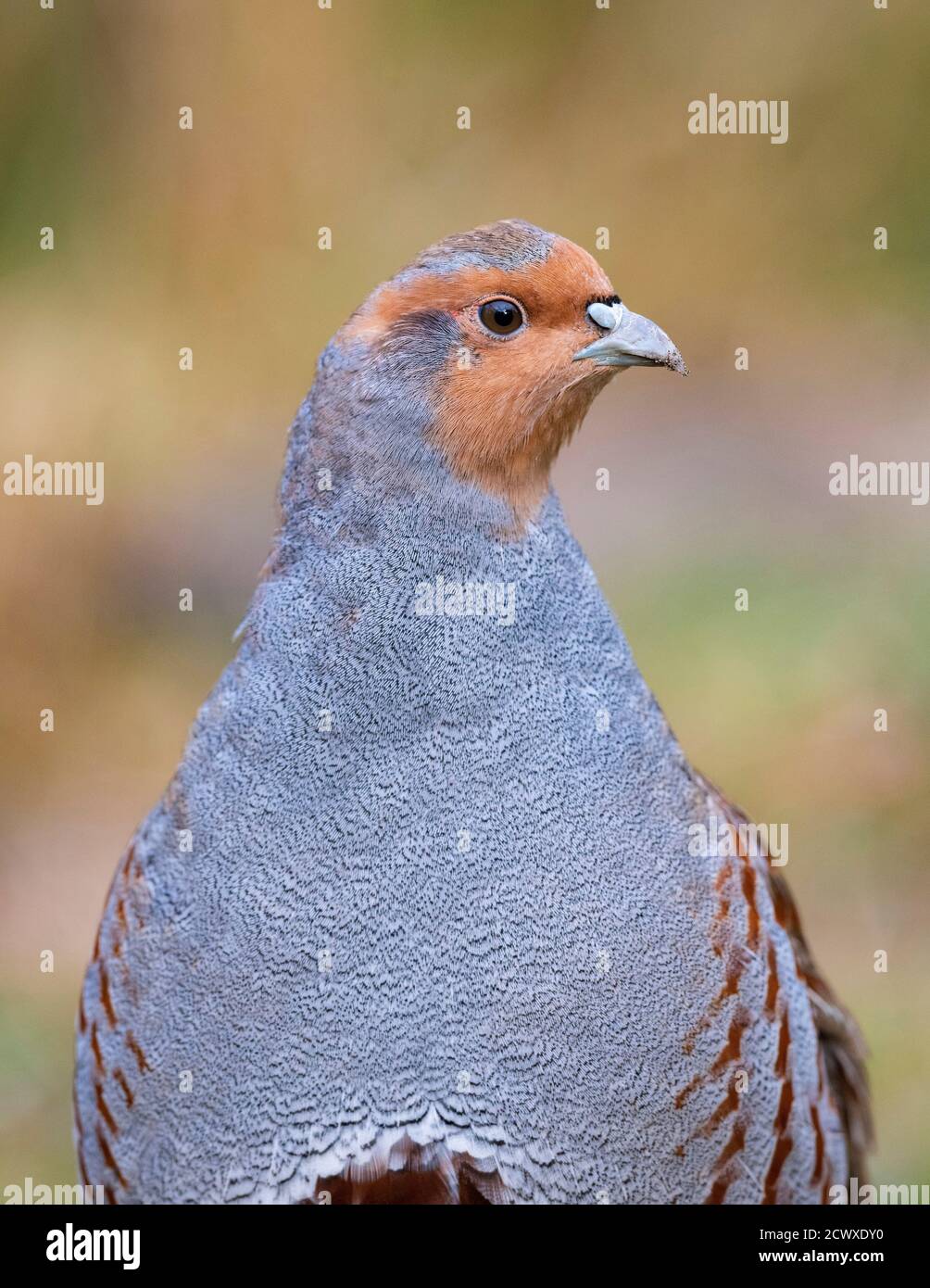 Hungarian Partridge on a nice autumn day in North Dakota Stock Photo ...