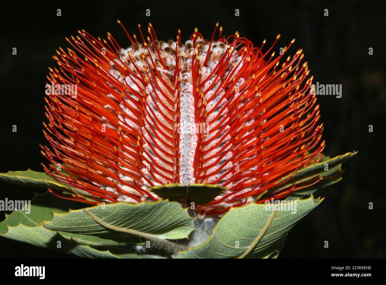 Waratha banksia hi-res stock photography and images - Alamy