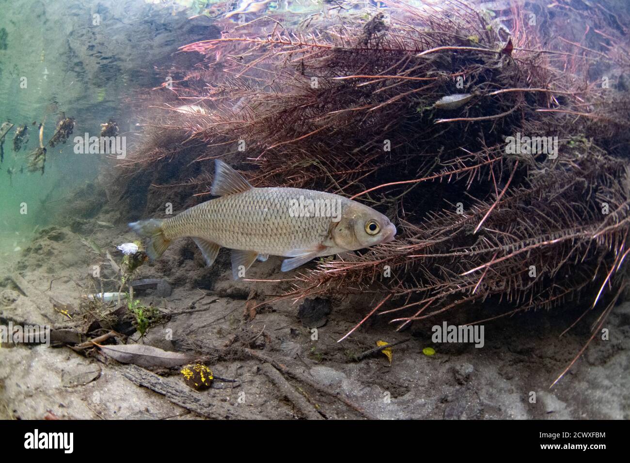 Dace leuciscus leuciscus hi-res stock photography and images - Alamy
