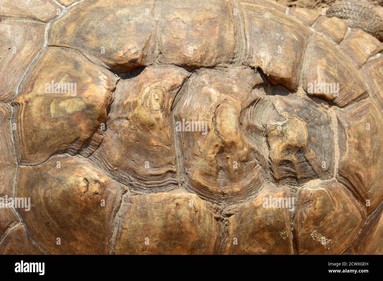 Gigantic shell hi-res stock photography and images - Alamy