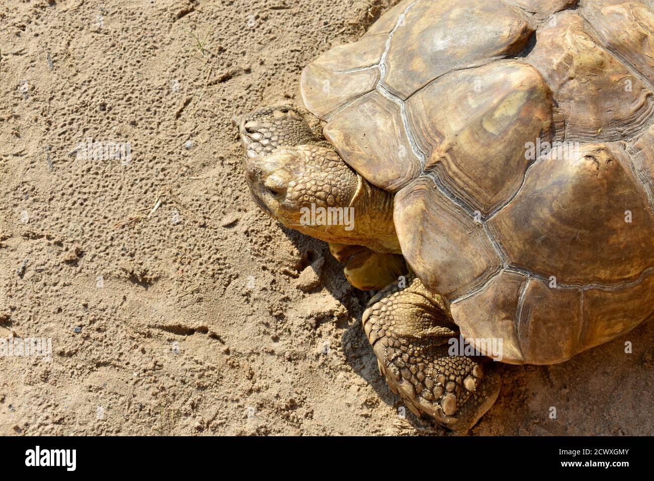 close up of giant tortoise face, legs and shell on sand gravel ...