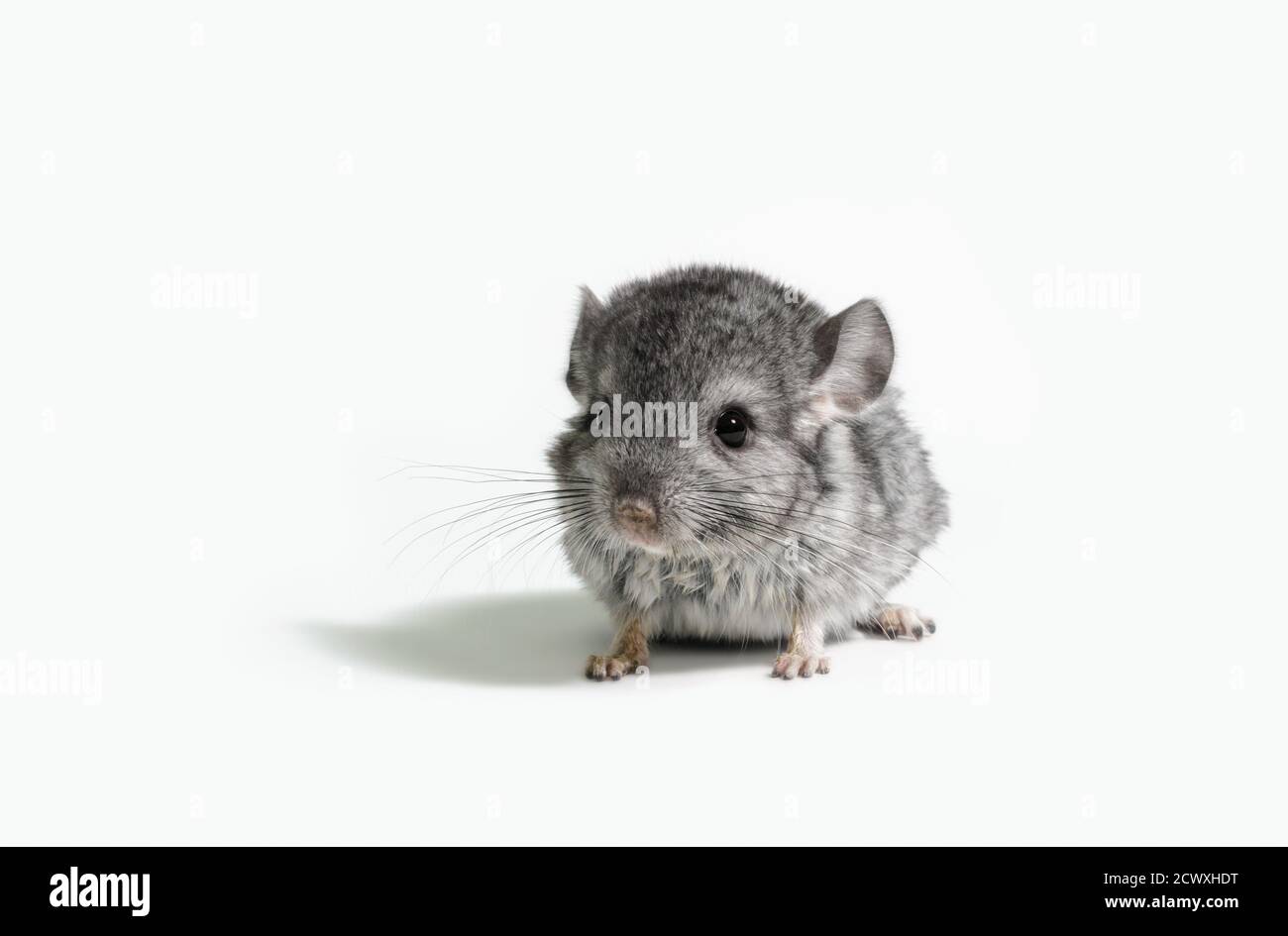 one small gray mouse on white background isolated studio shot Stock ...