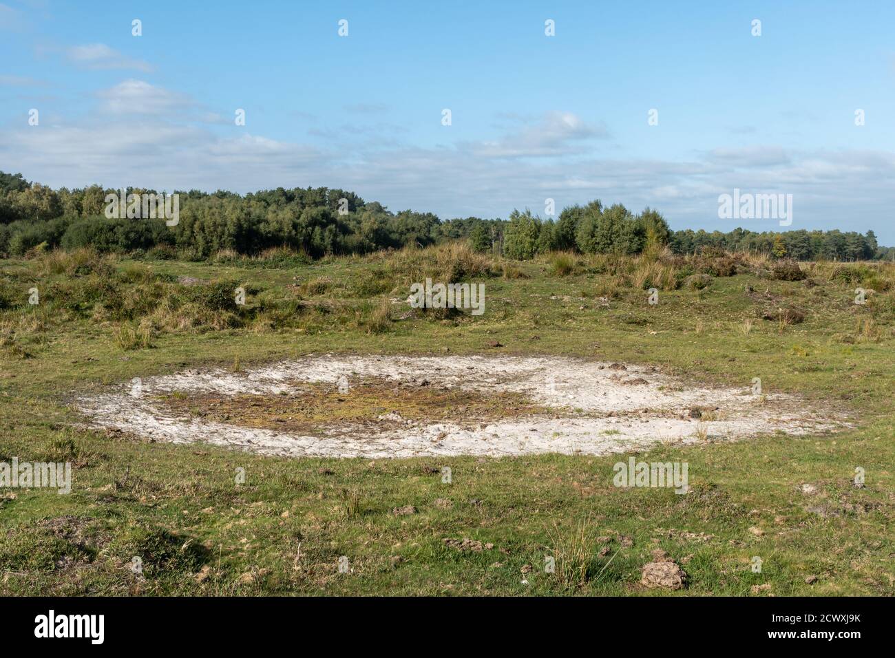 Dried up shallow natterjack toad (Epidalea calamita) breeding pond at ...