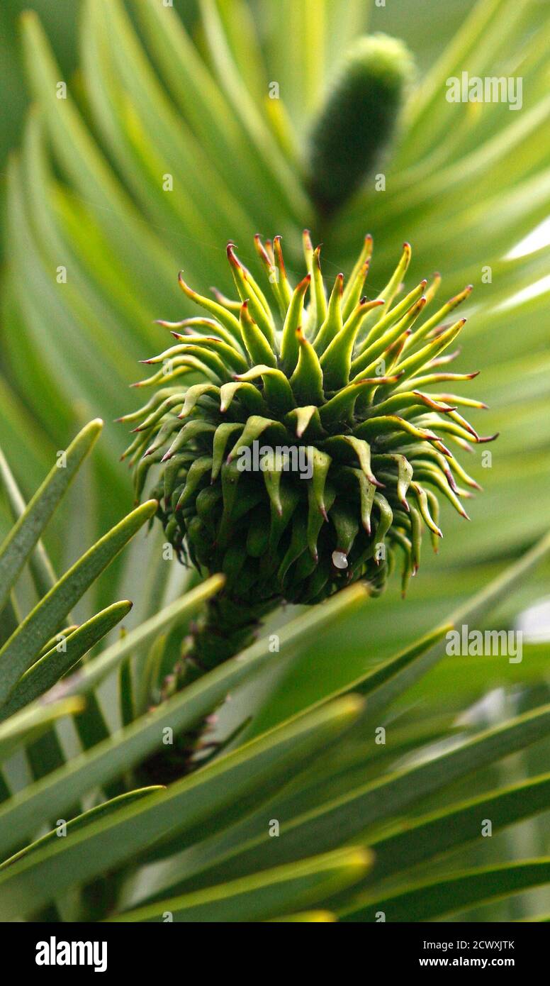 Iucn red list plants hi-res stock photography and images - Alamy