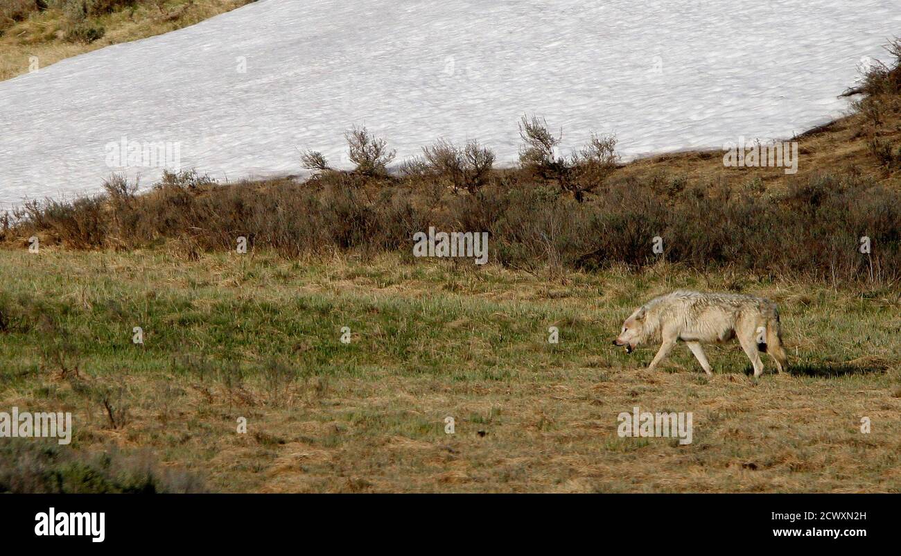 Yellowstone Wolf Elk High Resolution Stock Photography and Images - Alamy