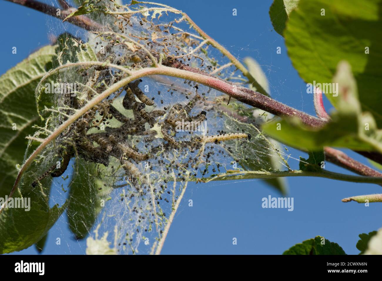 Pest caterpillars hi-res stock photography and images - Alamy