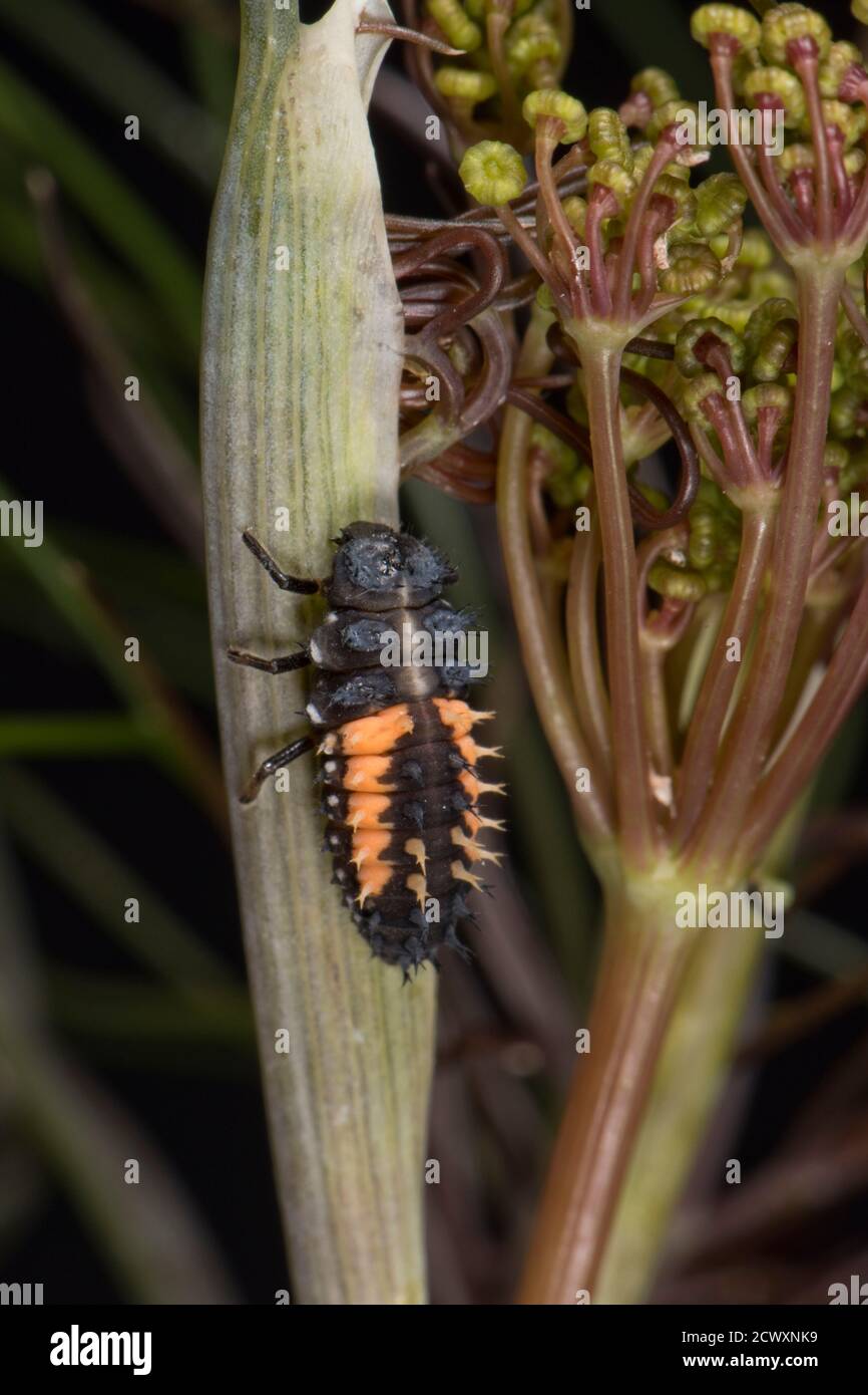 An early instar orange and black harlequin ladybird (Harmonia axyridis ...