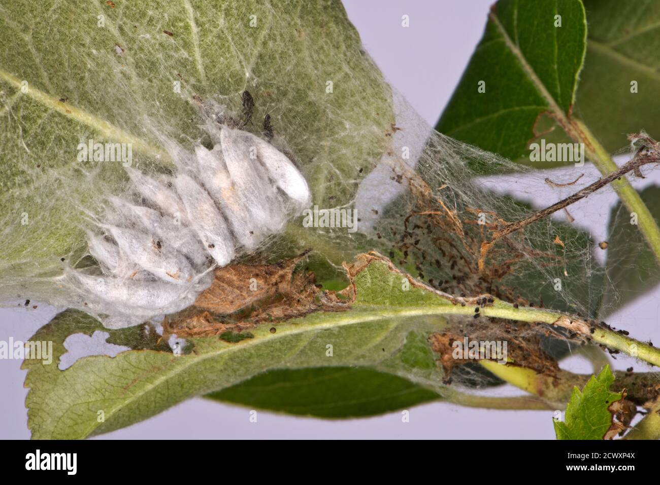 Apple ermine moth (Yponomeuta malinellus) pupae in webbing on the ...