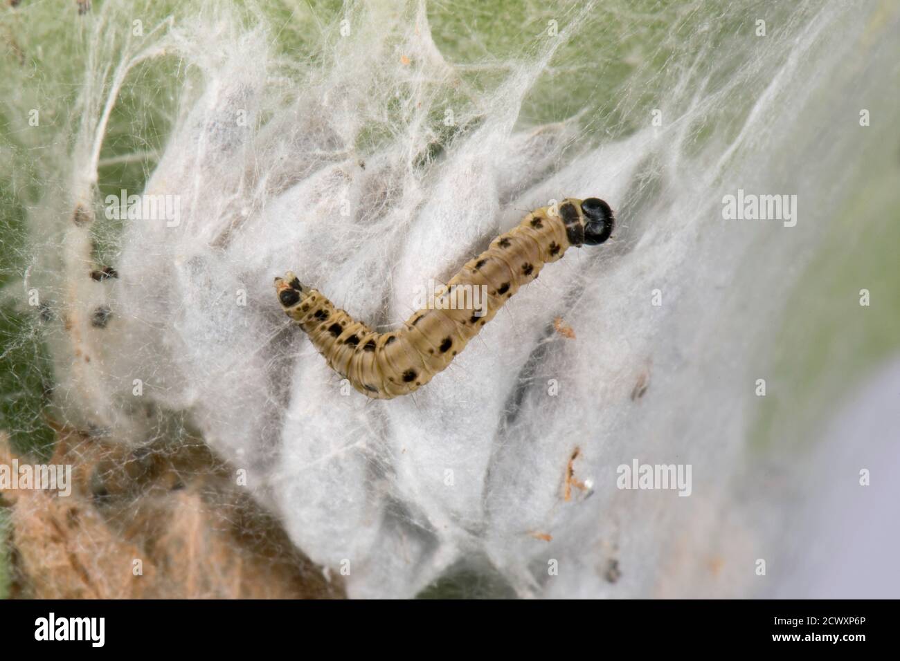 Apple ermine moth (Yponomeuta malinellus) webbing, caterpillars and ...