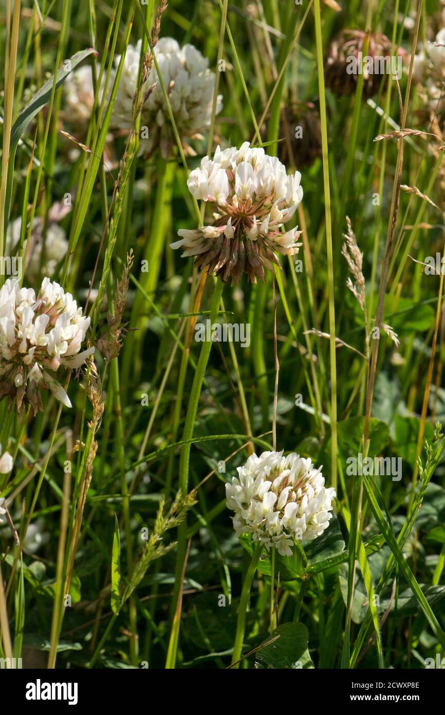 Grassland forage hi-res stock photography and images - Alamy