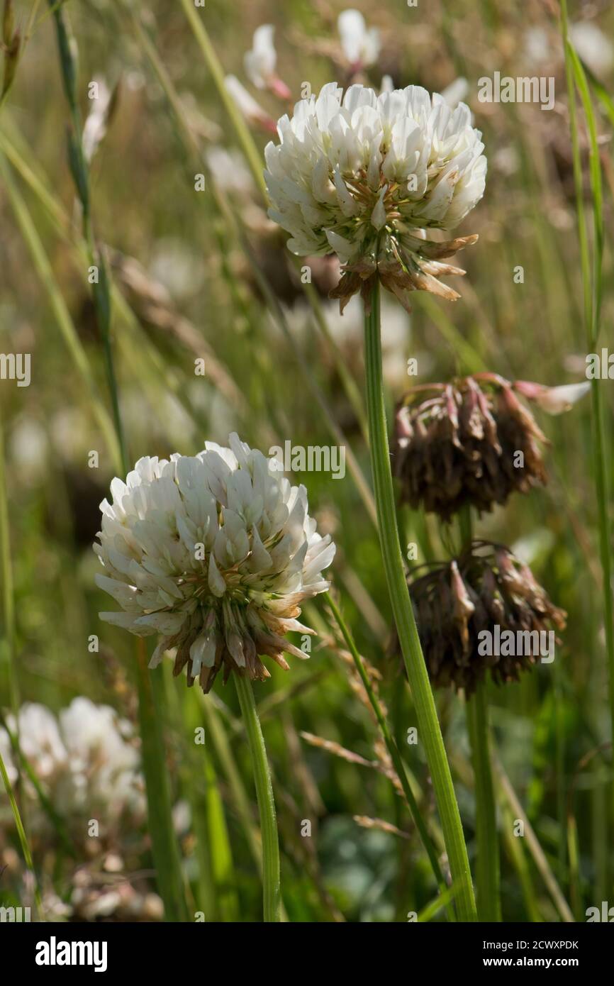 Grassland forage hi-res stock photography and images - Alamy