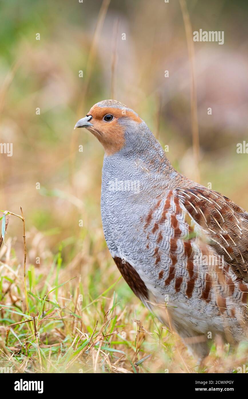 Hungarian Partridge on a nice autumn day in North Dakota Stock Photo ...