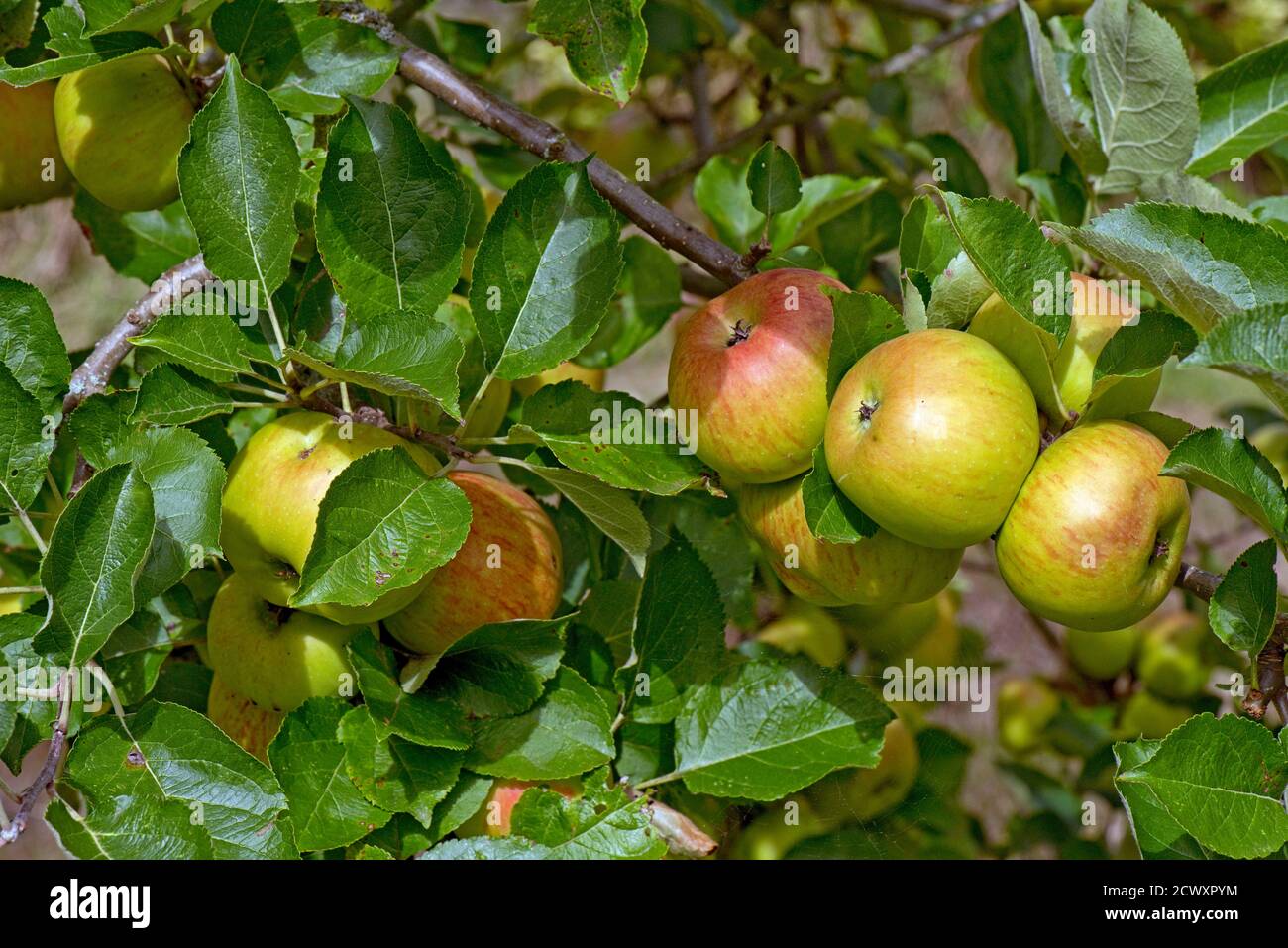 Cooking red hi-res stock photography and images - Alamy