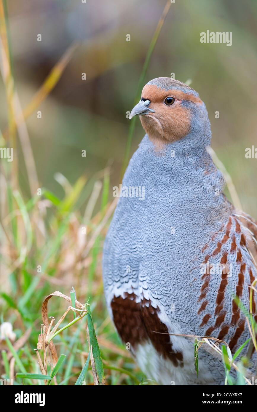Hungarian Partridge on a nice autumn day in North Dakota Stock Photo ...