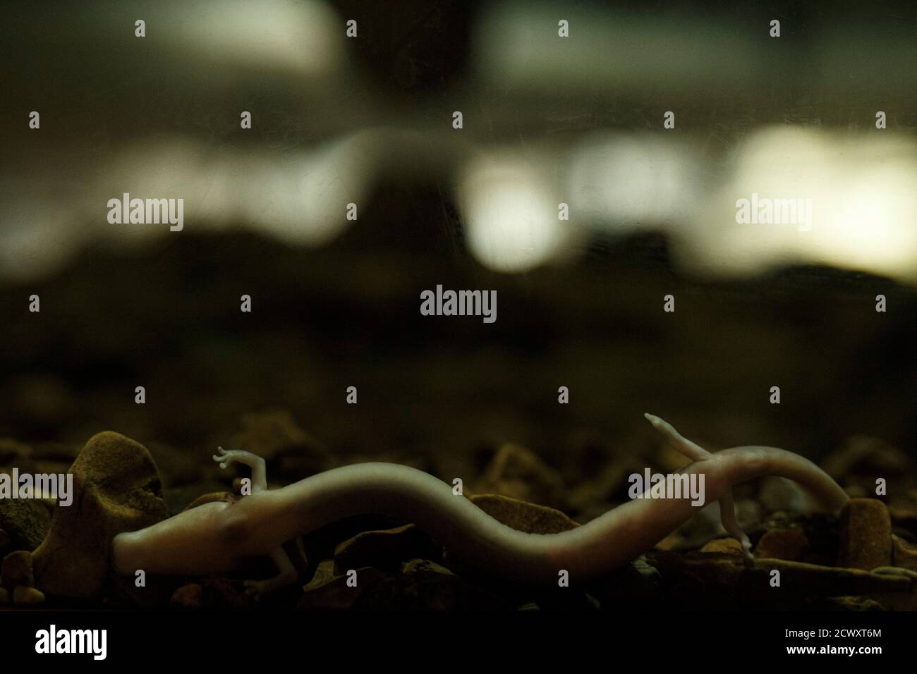 Olm cave hi-res stock photography and images - Alamy