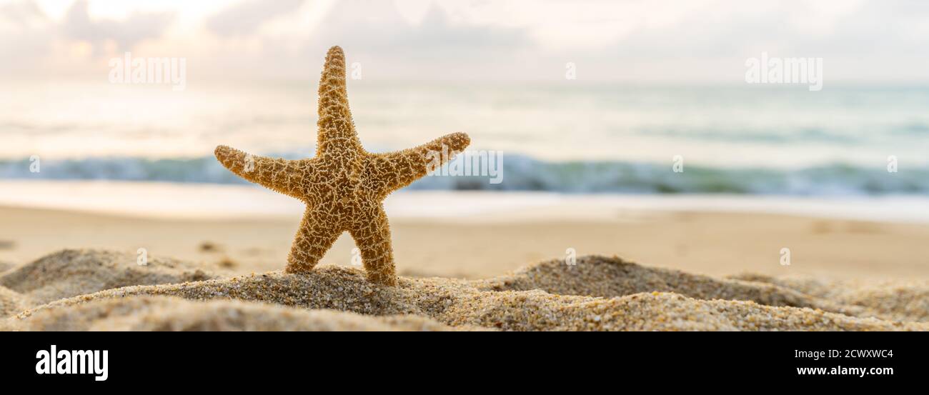 Starfish on the tropical beach at sunset Stock Photo - Alamy
