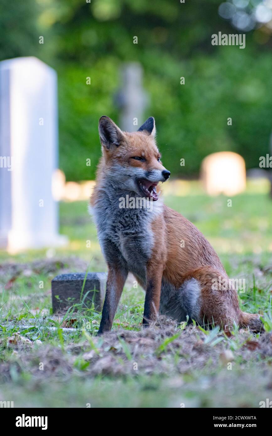 Red Fox, Adult in graveyard ,Dorset Stock Photo - Alamy