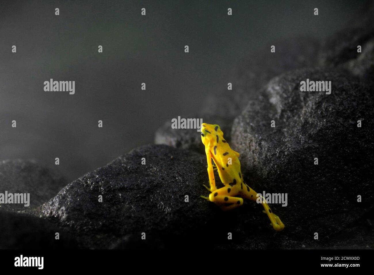 Panamanian golden frogs hi-res stock photography and images - Alamy