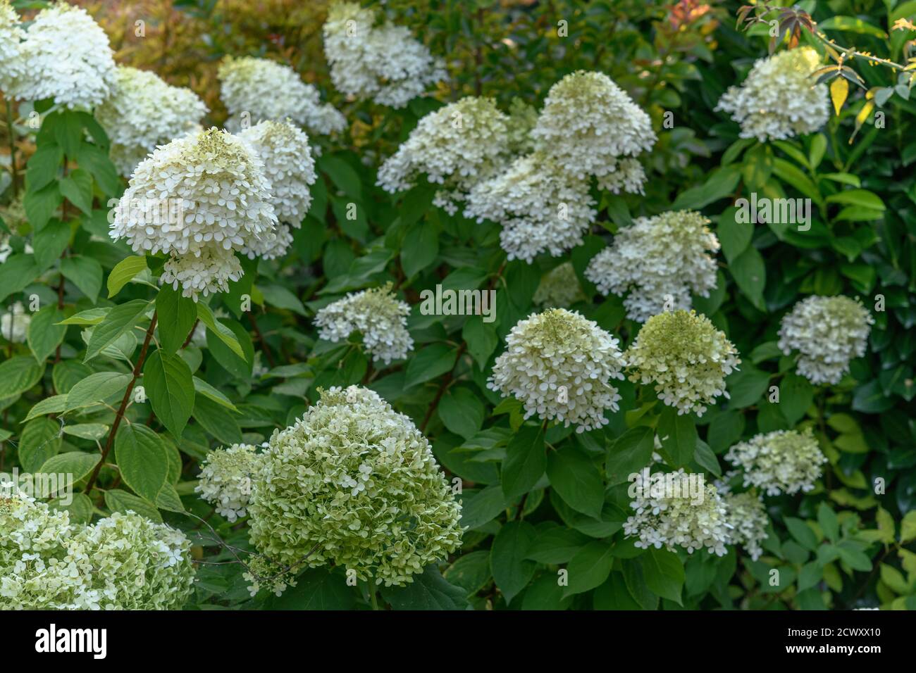 Hydrangea flower in a french garden blooms in springtime Stock Photo ...