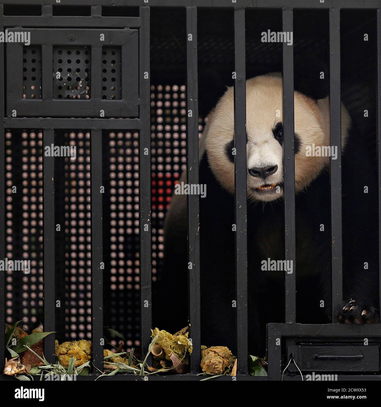 Panda in cage hi-res stock photography and images - Alamy