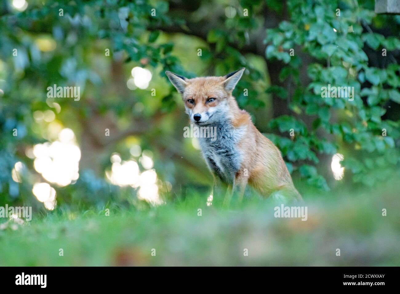 Red Fox, Adult in graveyard ,Dorset Stock Photo - Alamy