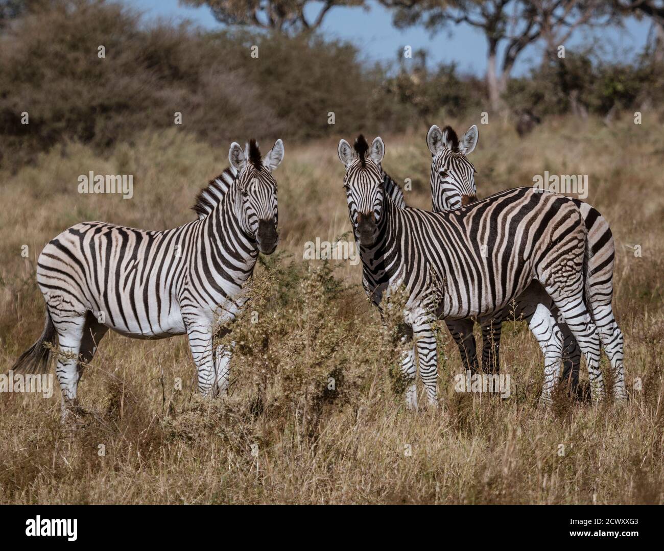 A small dazzle of zebras look at the photographer in Botswana Stock ...