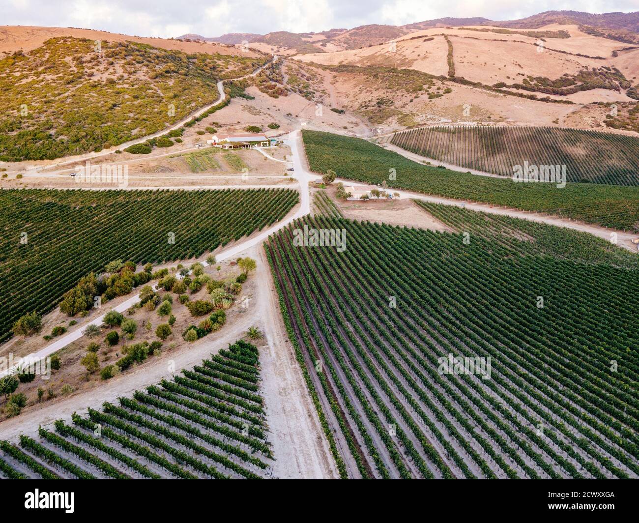 Geometric Vines High Resolution Stock Photography and Images - Alamy