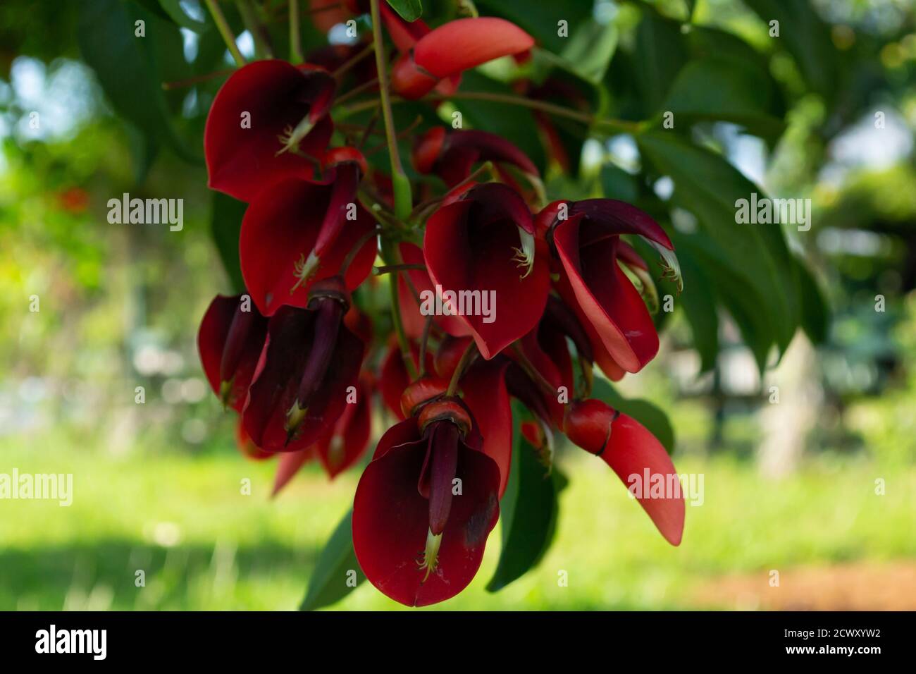 Close up of a tree with red flowers - erythrina crista-galli also known ...